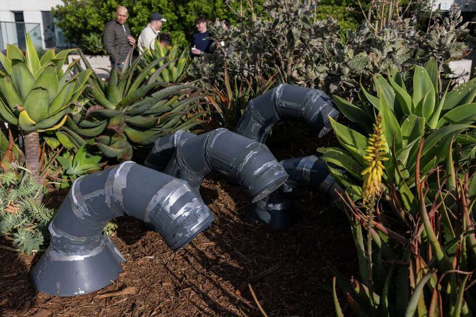 Behold the SF dogscape: How canines are transforming our city