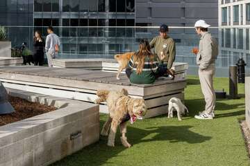 Behold the SF dogscape: How canines are transforming our city