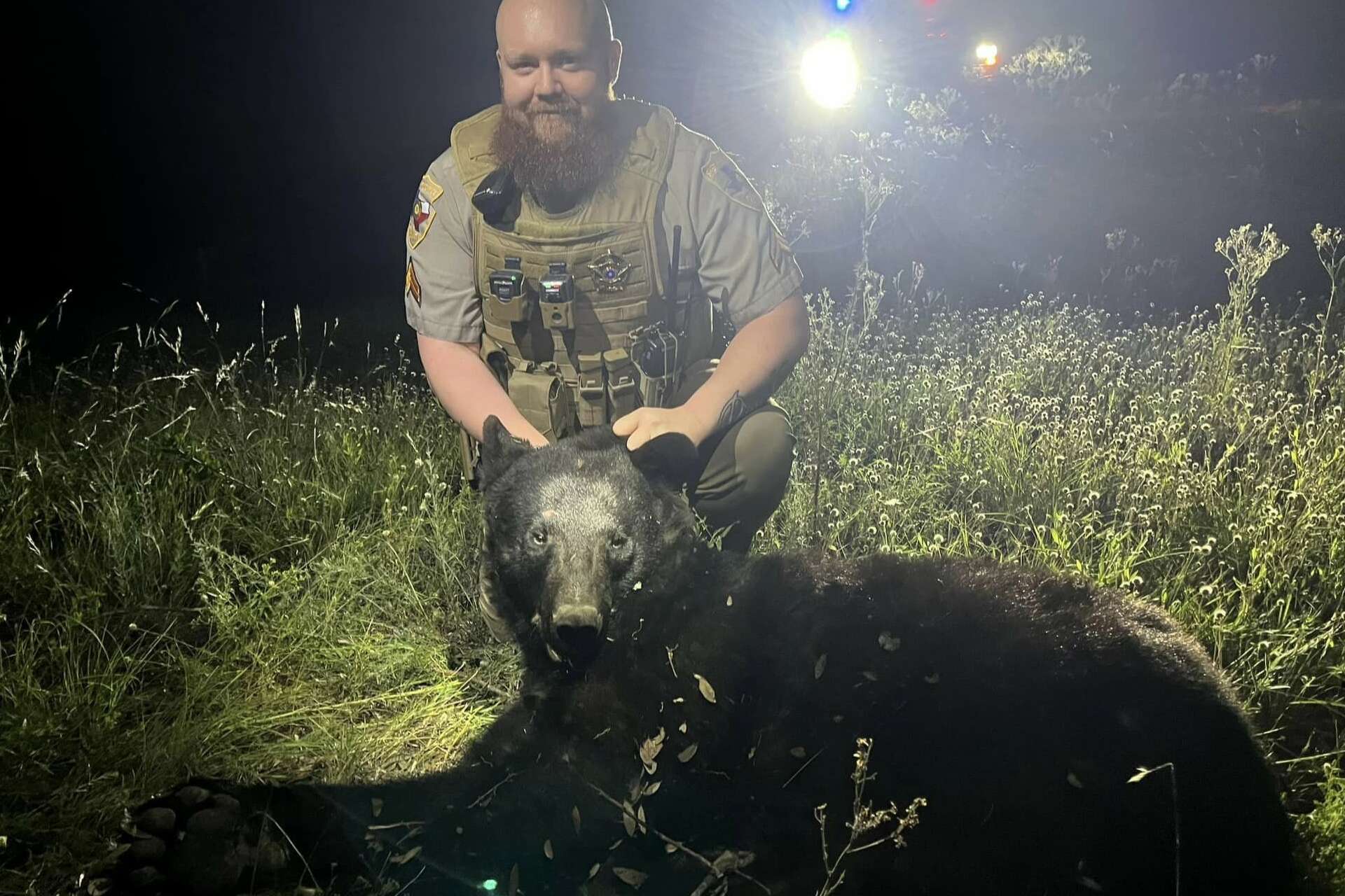 Rare black bear hit, killed by truck in Texas