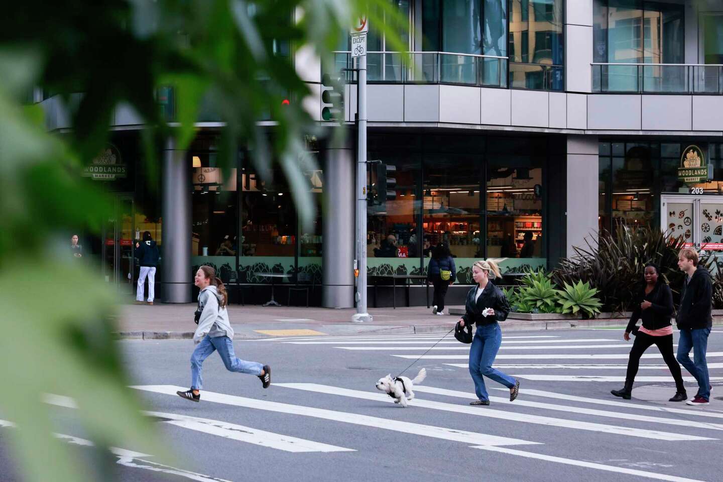 Behold the SF dogscape: How canines are transforming our city