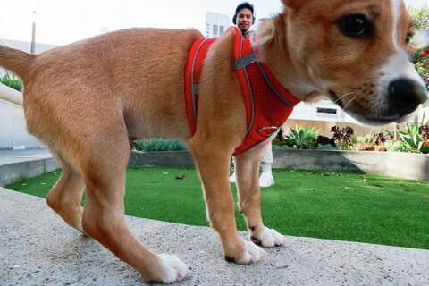 Behold the SF dogscape: How canines are transforming our city
