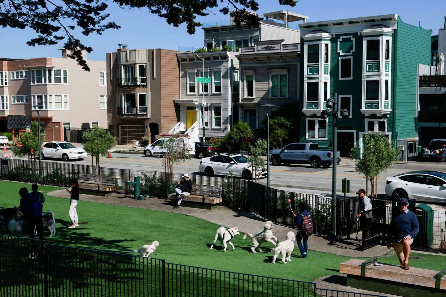 Behold the SF dogscape: How canines are transforming our city