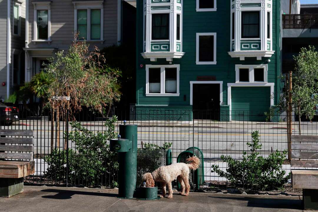 Behold the SF dogscape: How canines are transforming our city