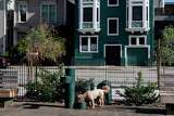 Behold the SF dogscape: How canines are transforming our city