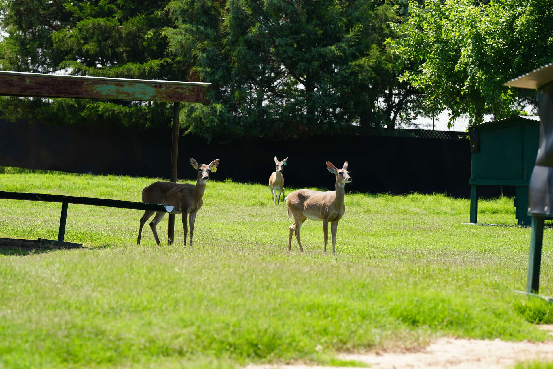 Texas Parks and Wildlife kills 249 deer at North Texas ranch