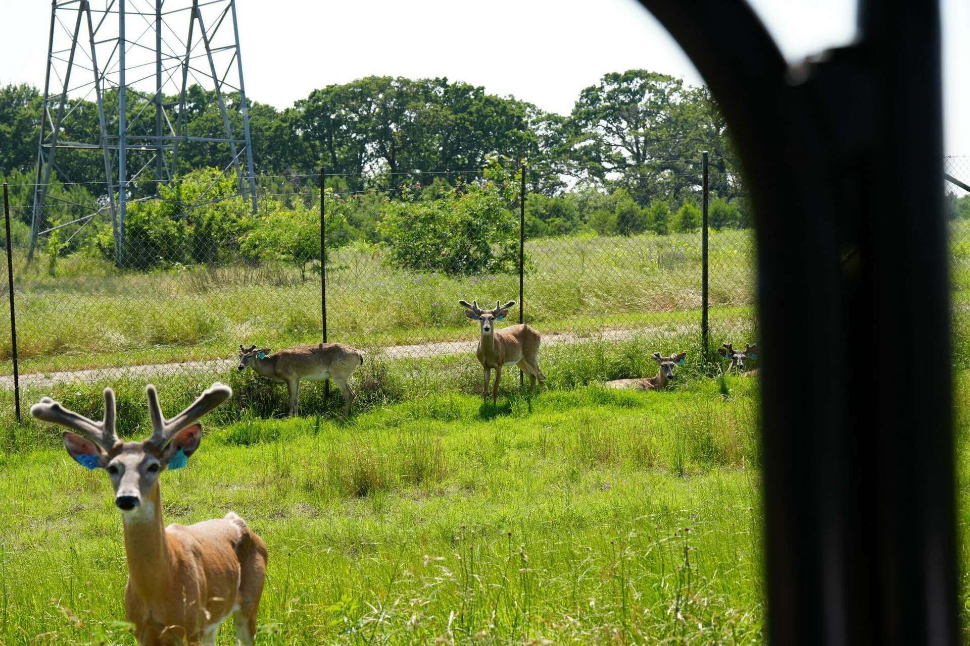 Texas Parks and Wildlife kills 249 deer at North Texas ranch
