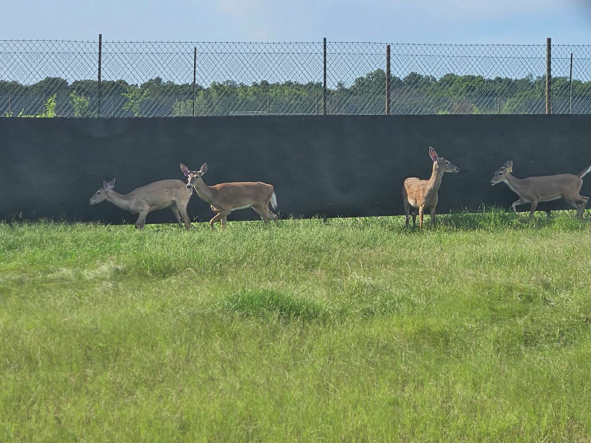 Texas Parks and Wildlife kills 249 deer at North Texas ranch