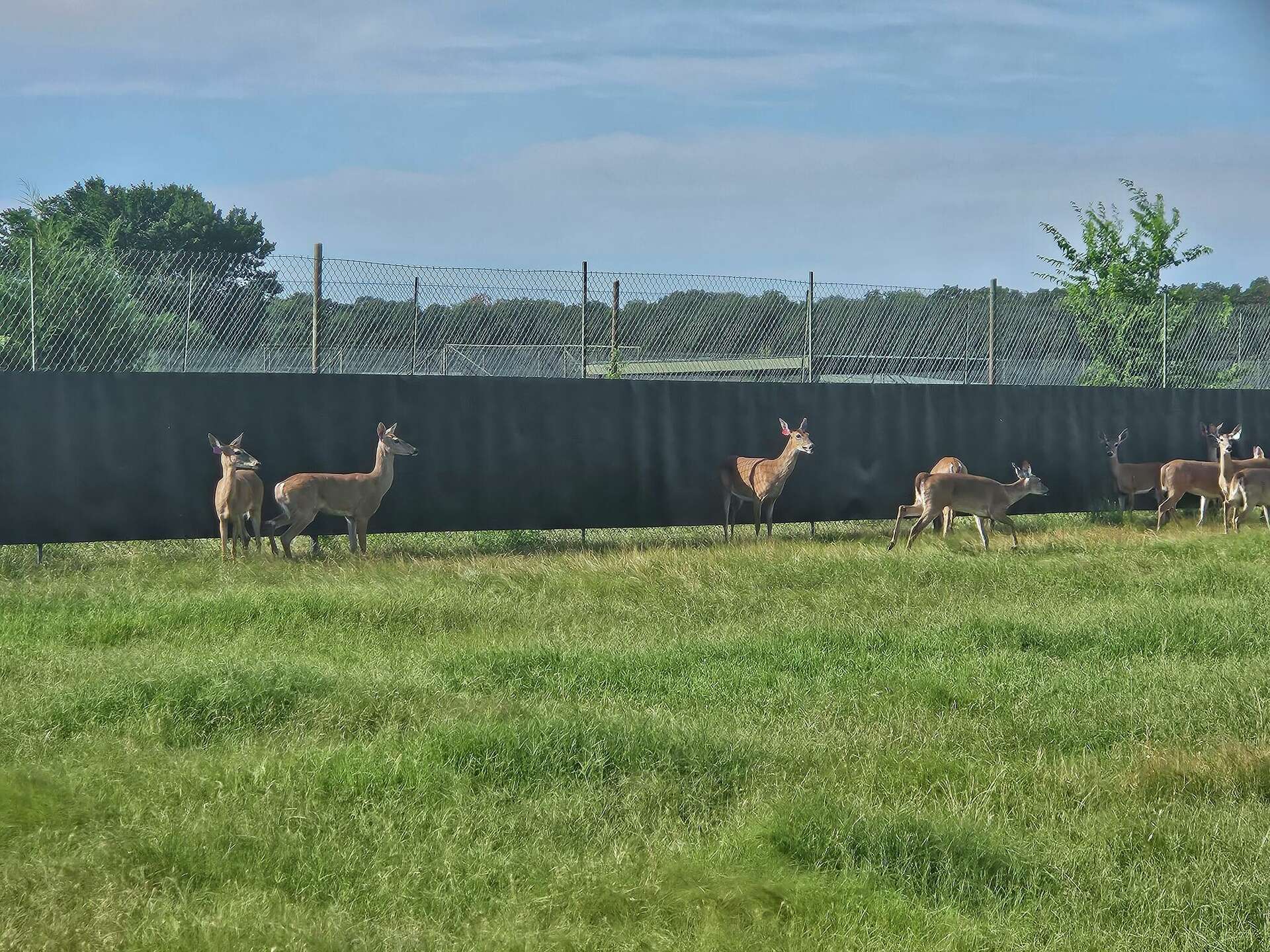 Texas Parks and Wildlife kills 249 deer at North Texas ranch
