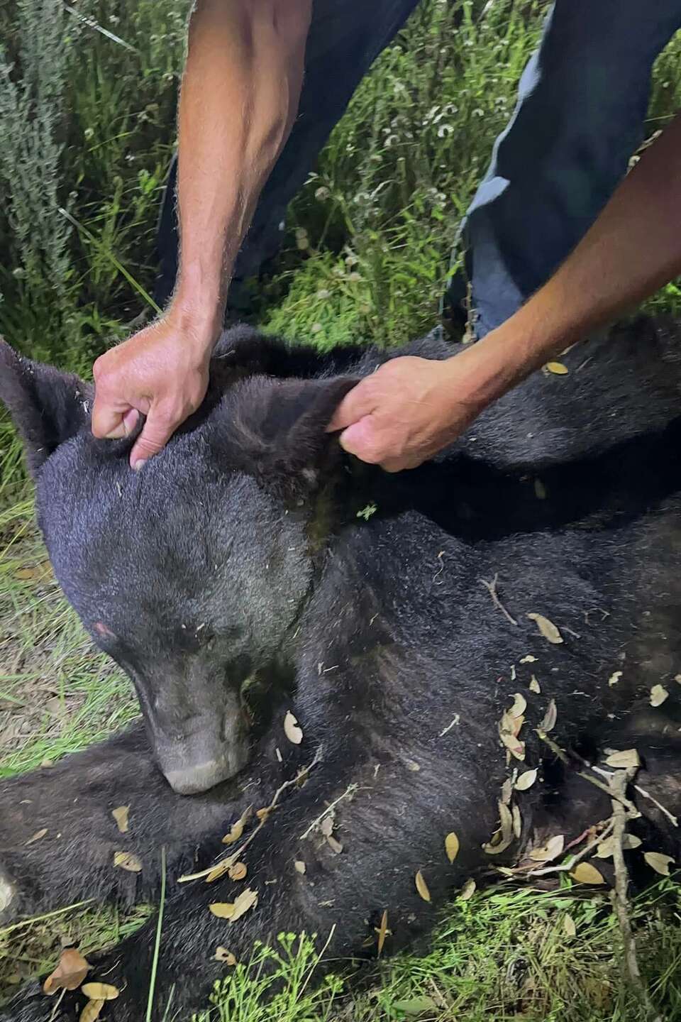 Endangered black bear fatally struck by vehicle on Texas highway