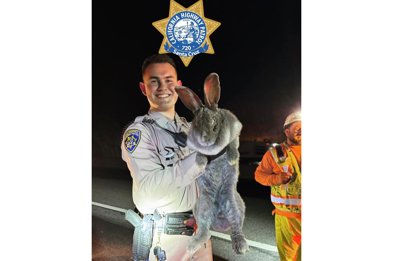 Giant rabbit rescued from Santa Cruz highway