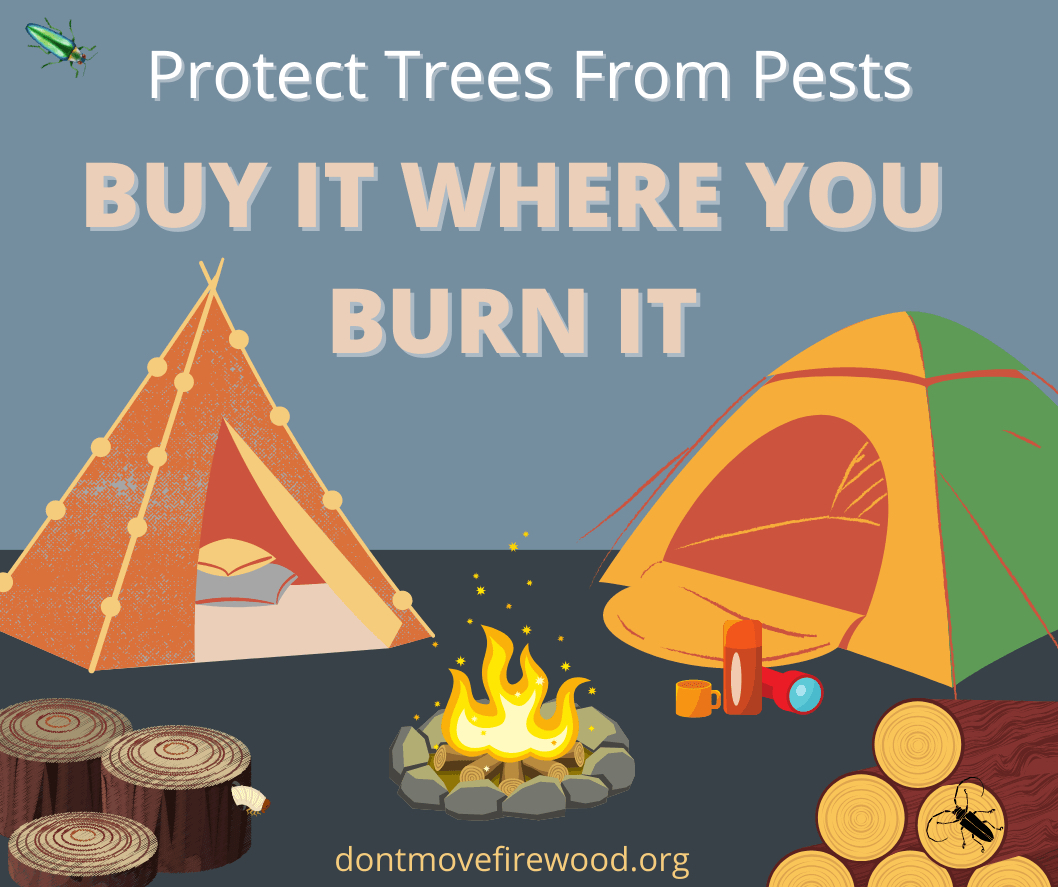 10 tips to stop the spread of invasive insects in Michigan