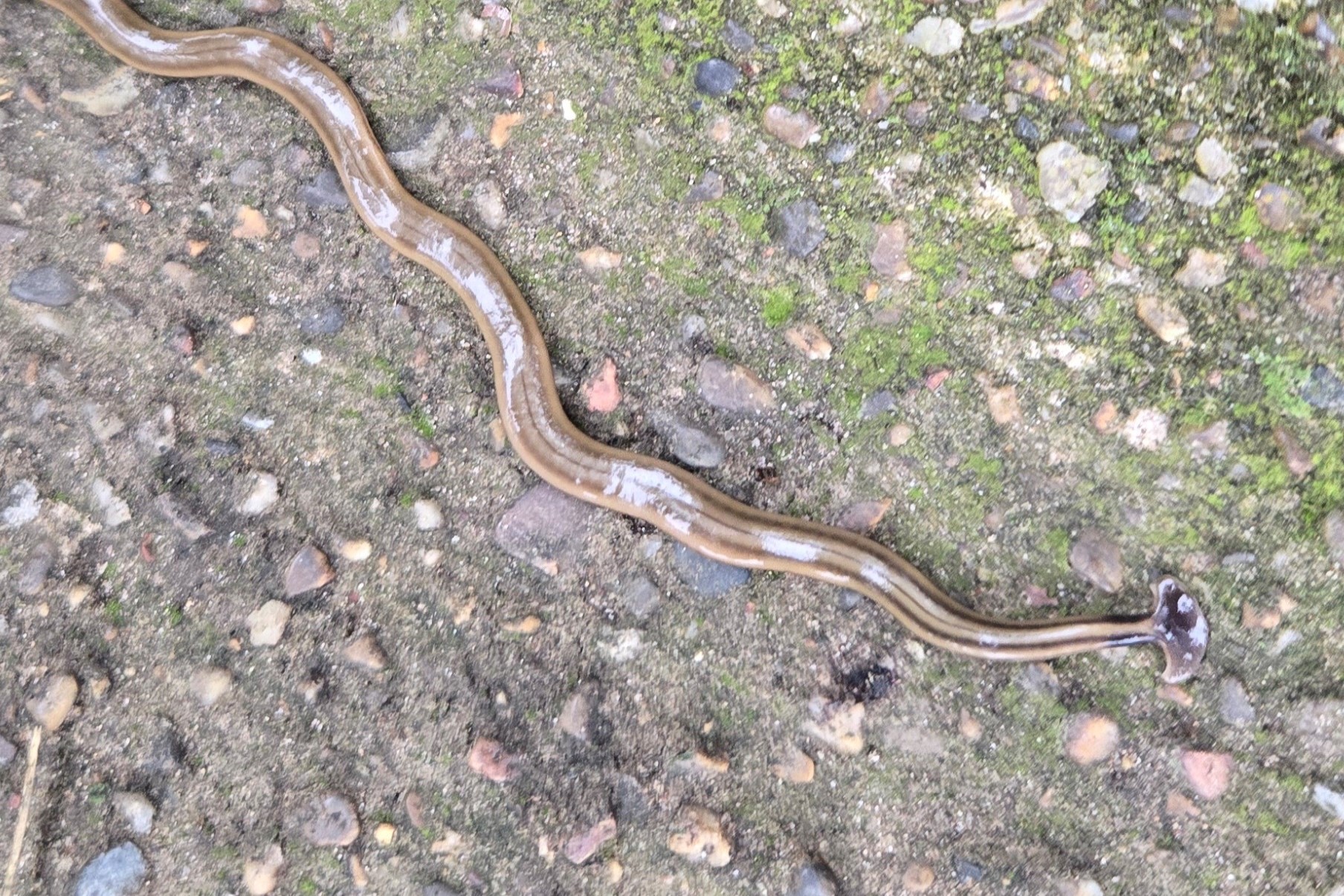 Beware of toxic worms emerging in Texas after rain