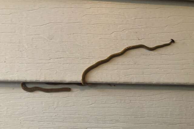 Beware of toxic worms emerging in Texas after rain