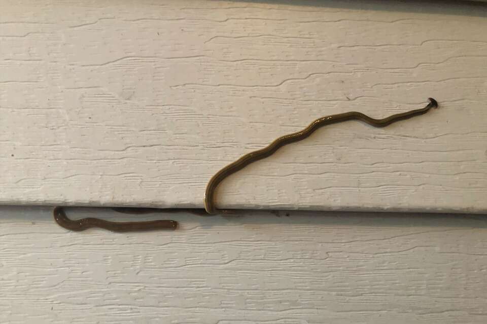 Beware of toxic worms emerging in Texas after rain