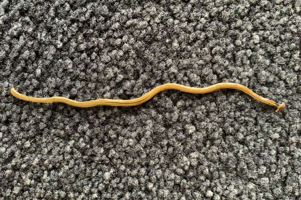 Beware of toxic worms emerging in Texas after rain