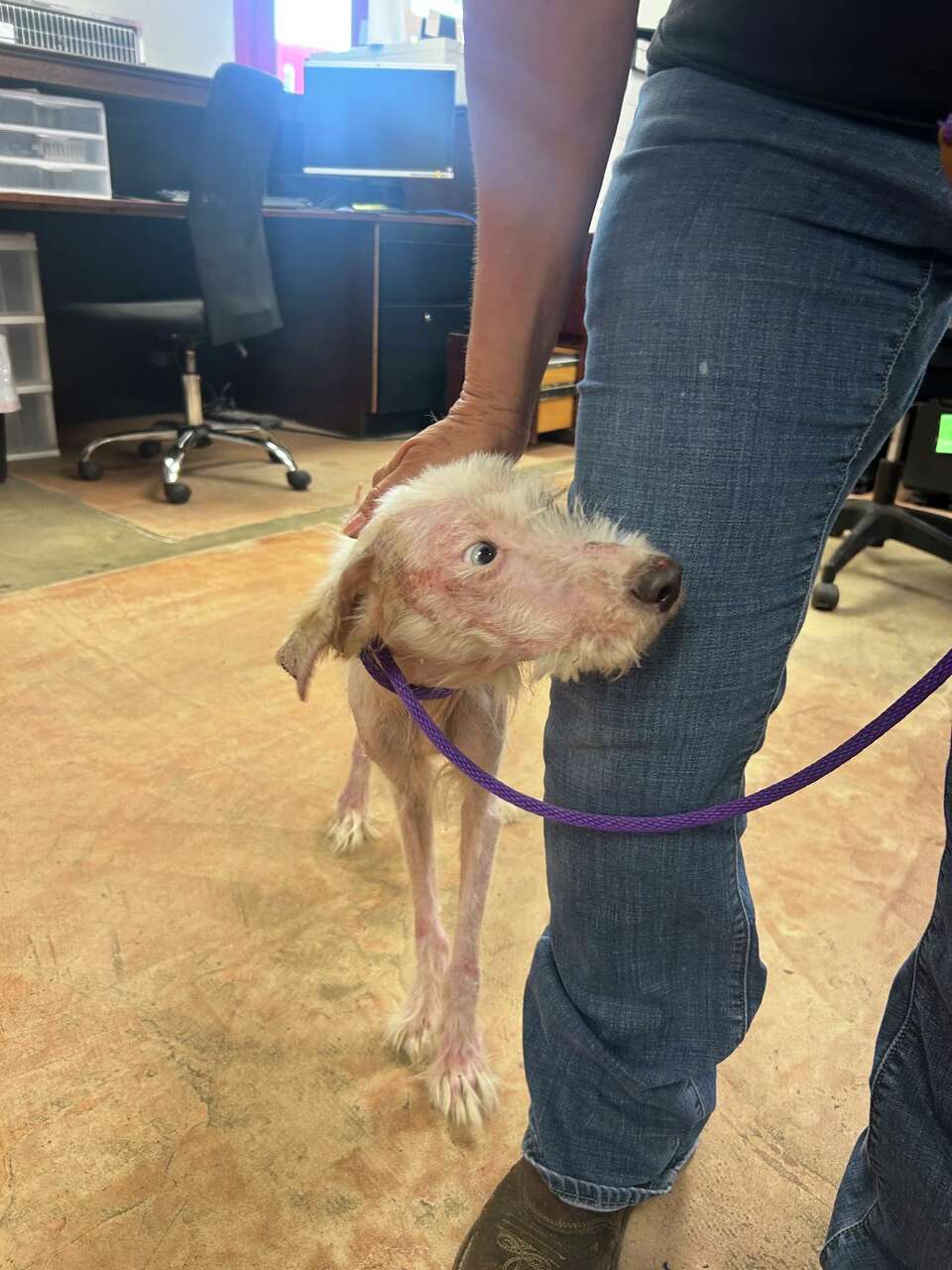 Houston animal rescue Special Pals saves neglected dog