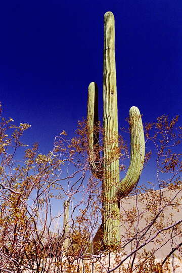 Conroe has three monopine cell towers disguised as pine trees.