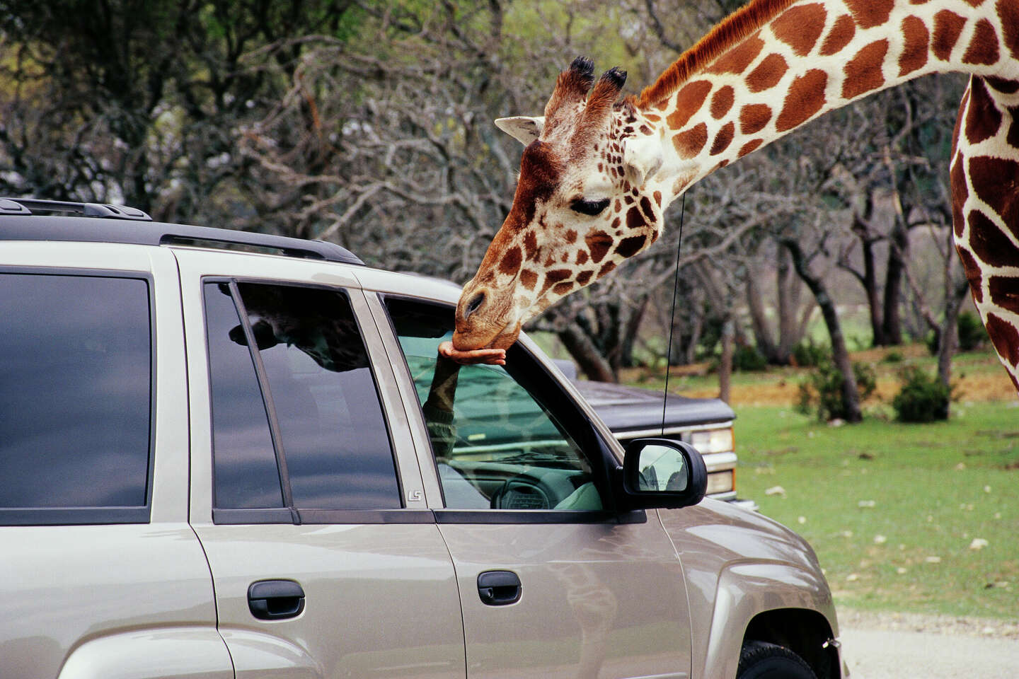 Giraffe lifts toddler at Texas safari park