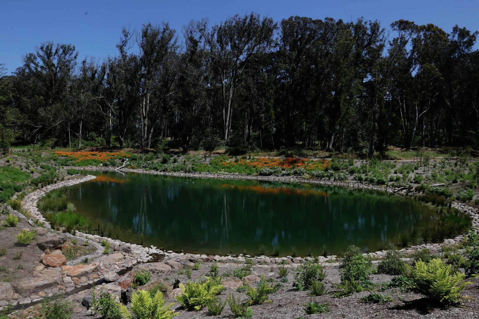 Middle Lake in Golden Gate Park has been restored and will soon reopen