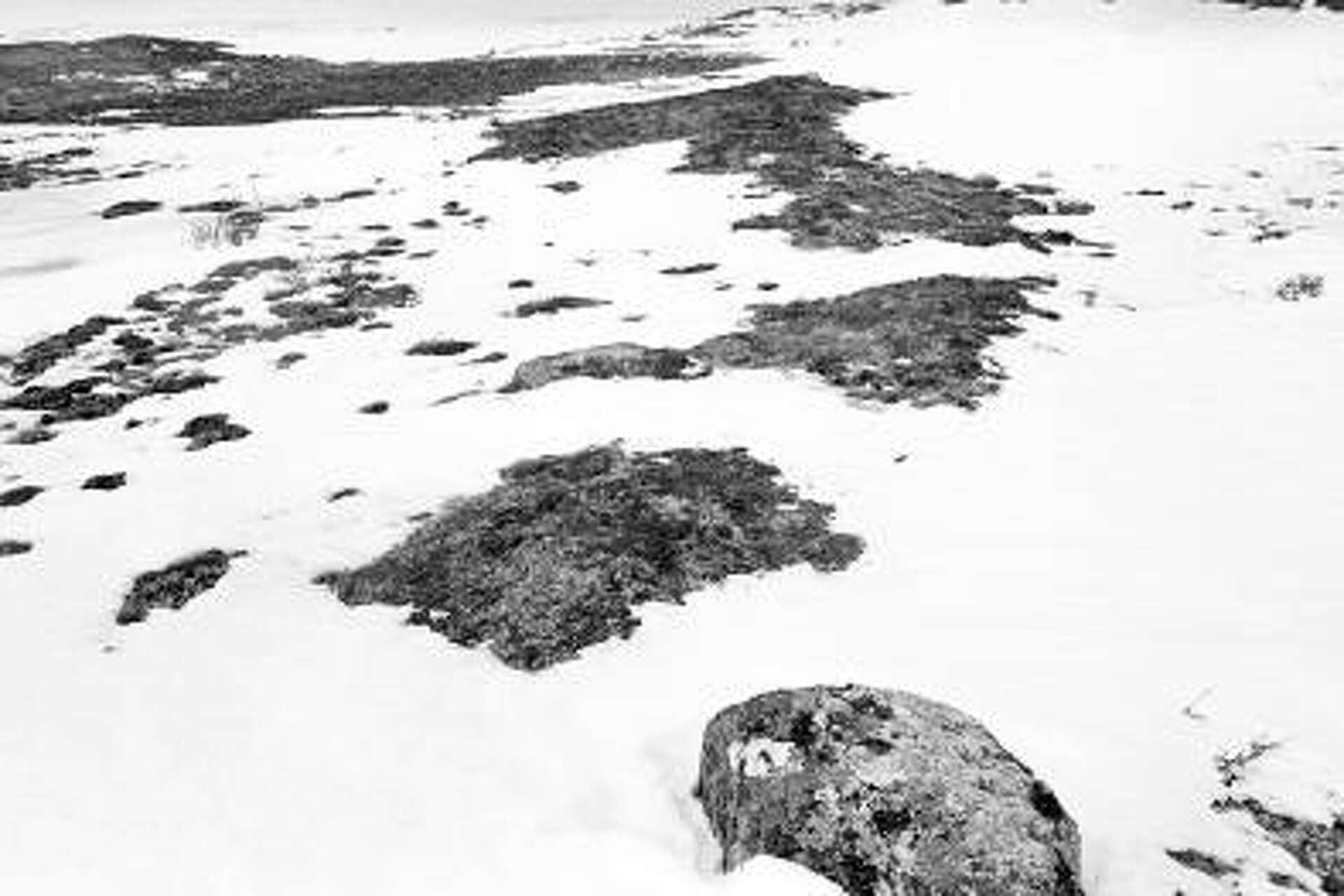 arctic decomposers examples