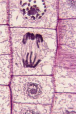 What Happens to a Cell if It Does Not Separate Correctly During Anaphase?