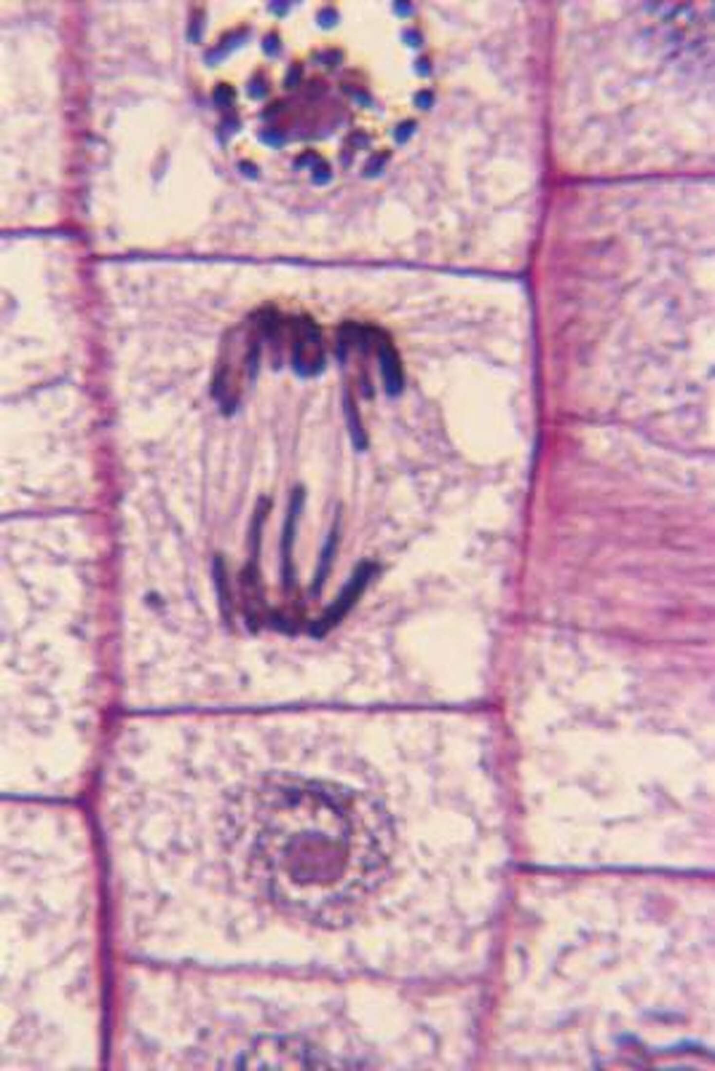 Explanation of Mendel's Three Laws Through the Discussion of Meiosis