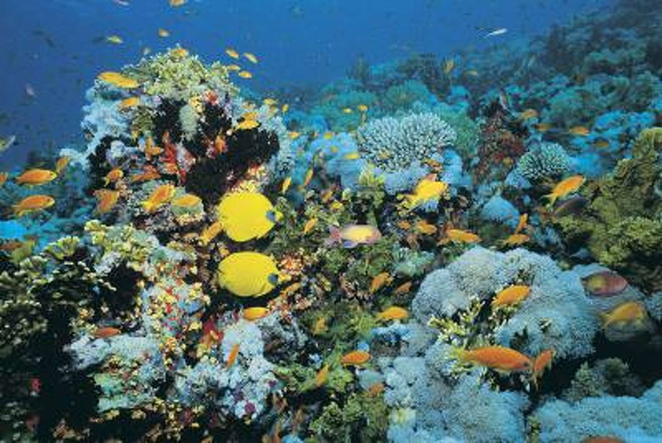 What Is the Principle of Parsimony in Biology?