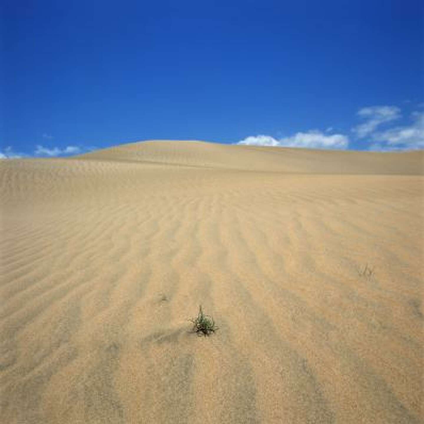 What Is the Biomass of the Desert?