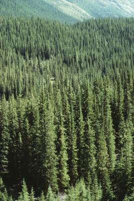 What Type of Effect Does Global Warming Have on Temperate Forests?