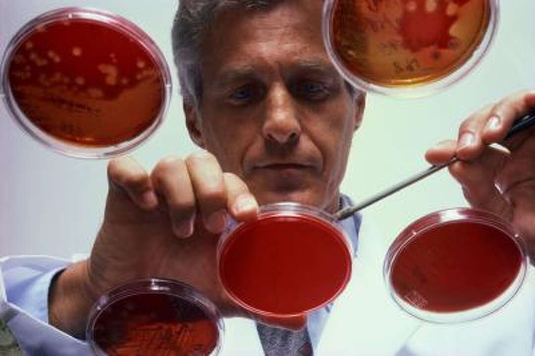 Examples of Mesophilic Bacteria