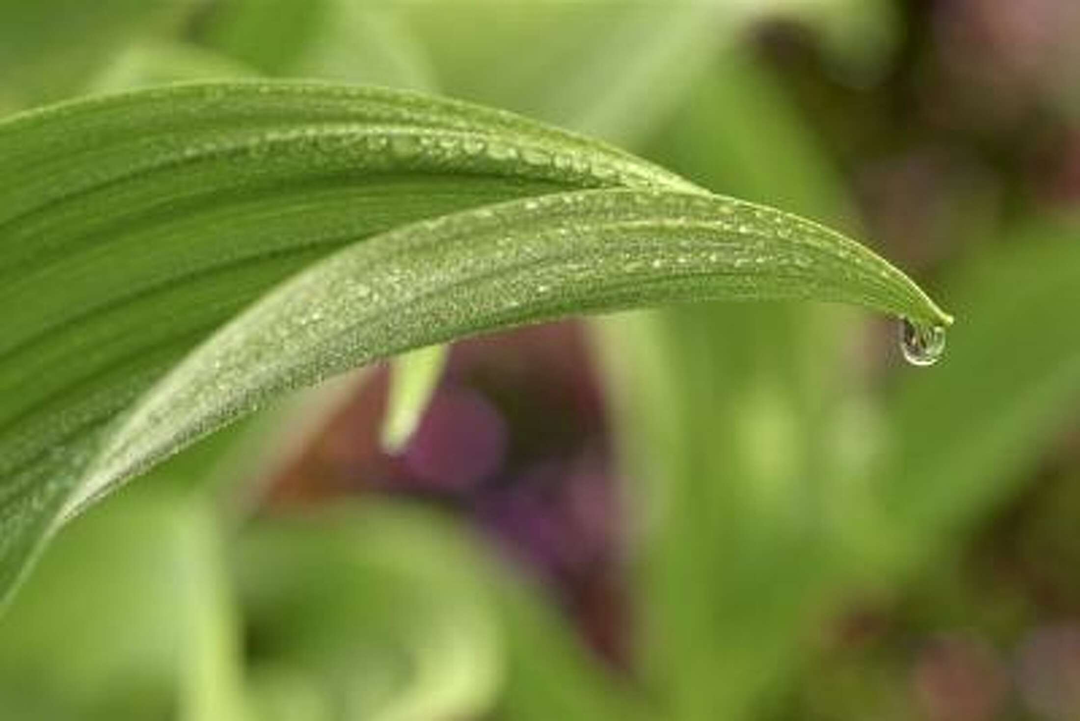 Explaining Why Condensation Is Exothermic