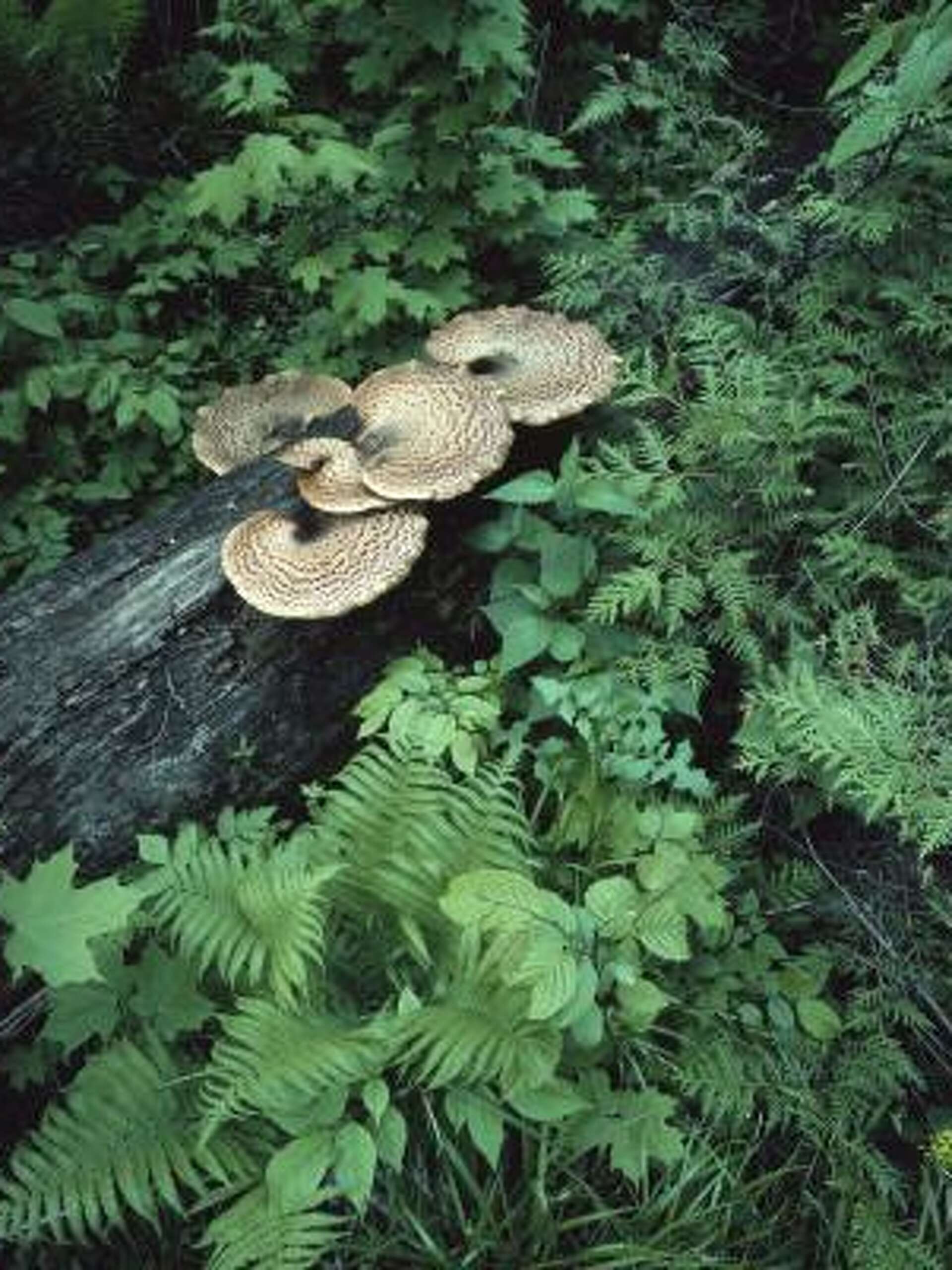 How to Plot a Kite Graph