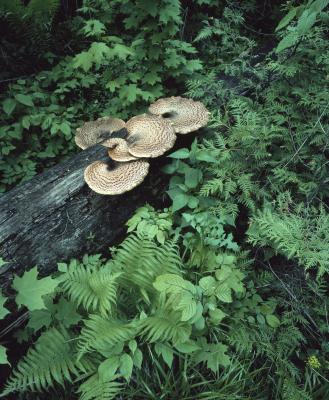How to Plot a Kite Graph