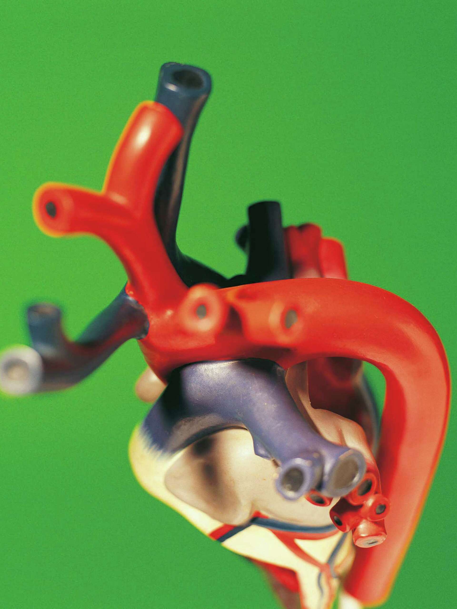Why Are Pig Hearts Used to Study the Anatomy of the Human Heart?