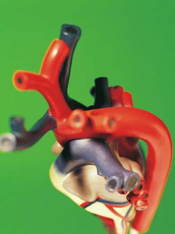 Why Are Pig Hearts Used to Study the Anatomy of the Human Heart?