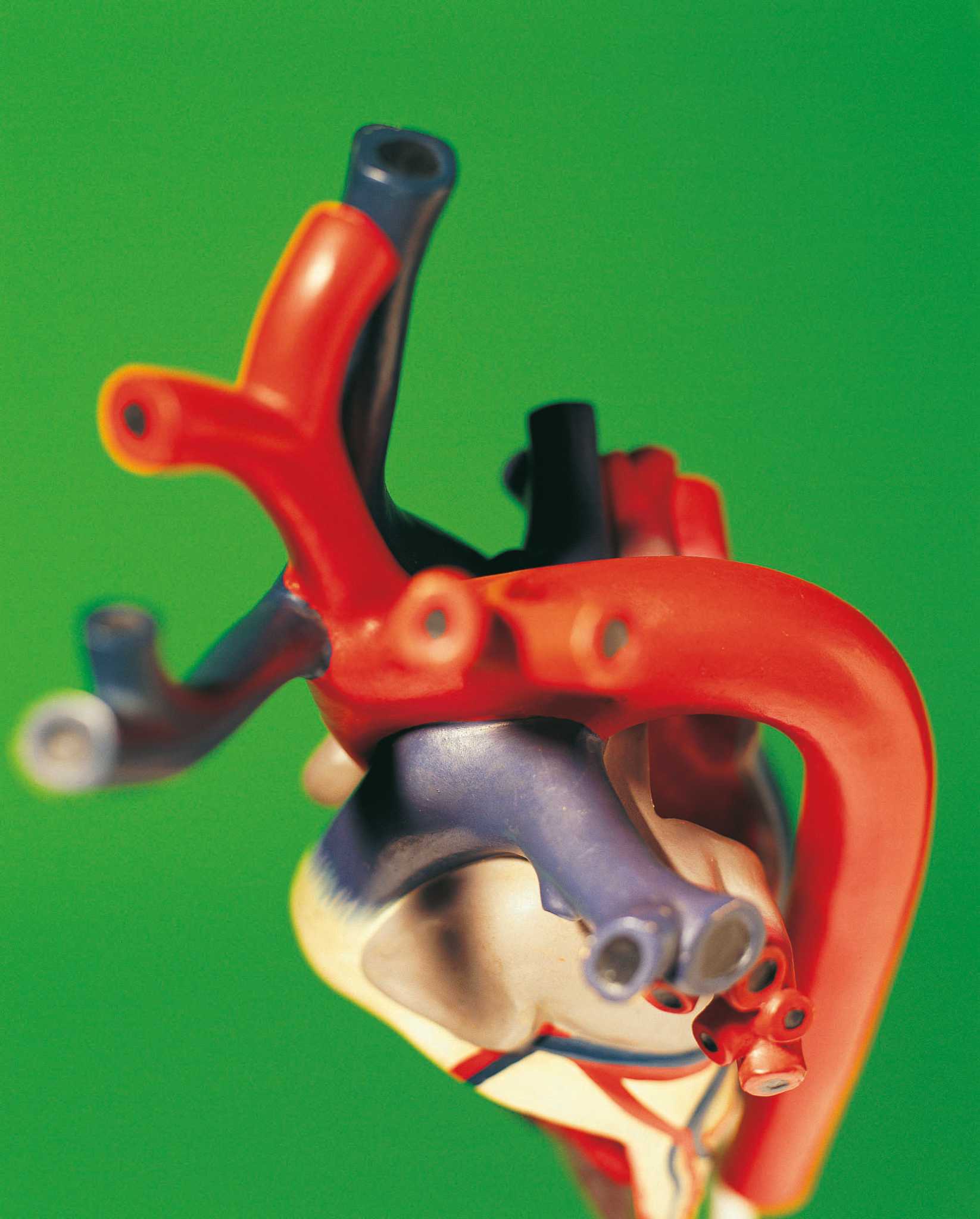 Why Are Pig Hearts Used to Study the Anatomy of the Human Heart?