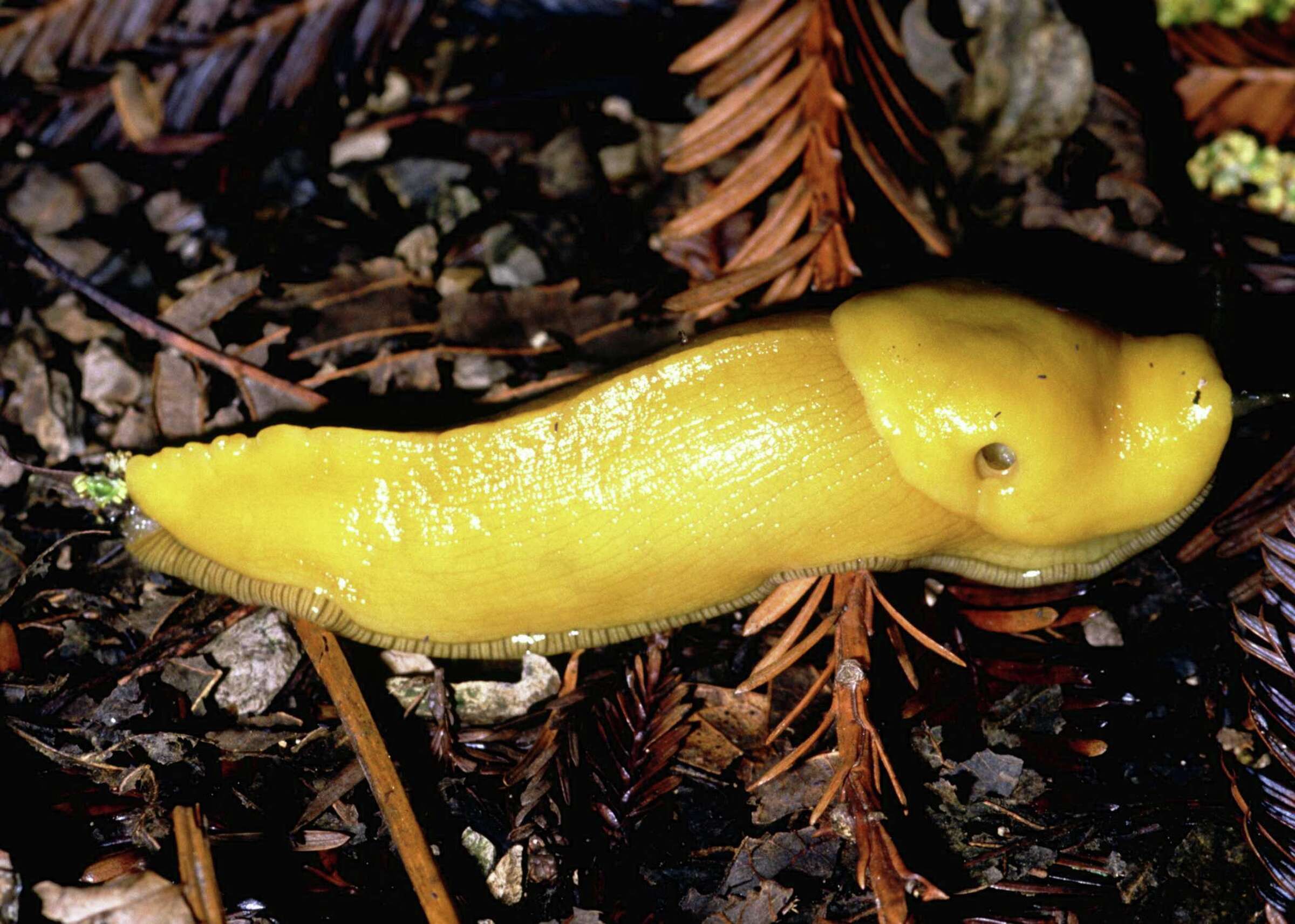 The Ecosystems in Temperate Rainforests