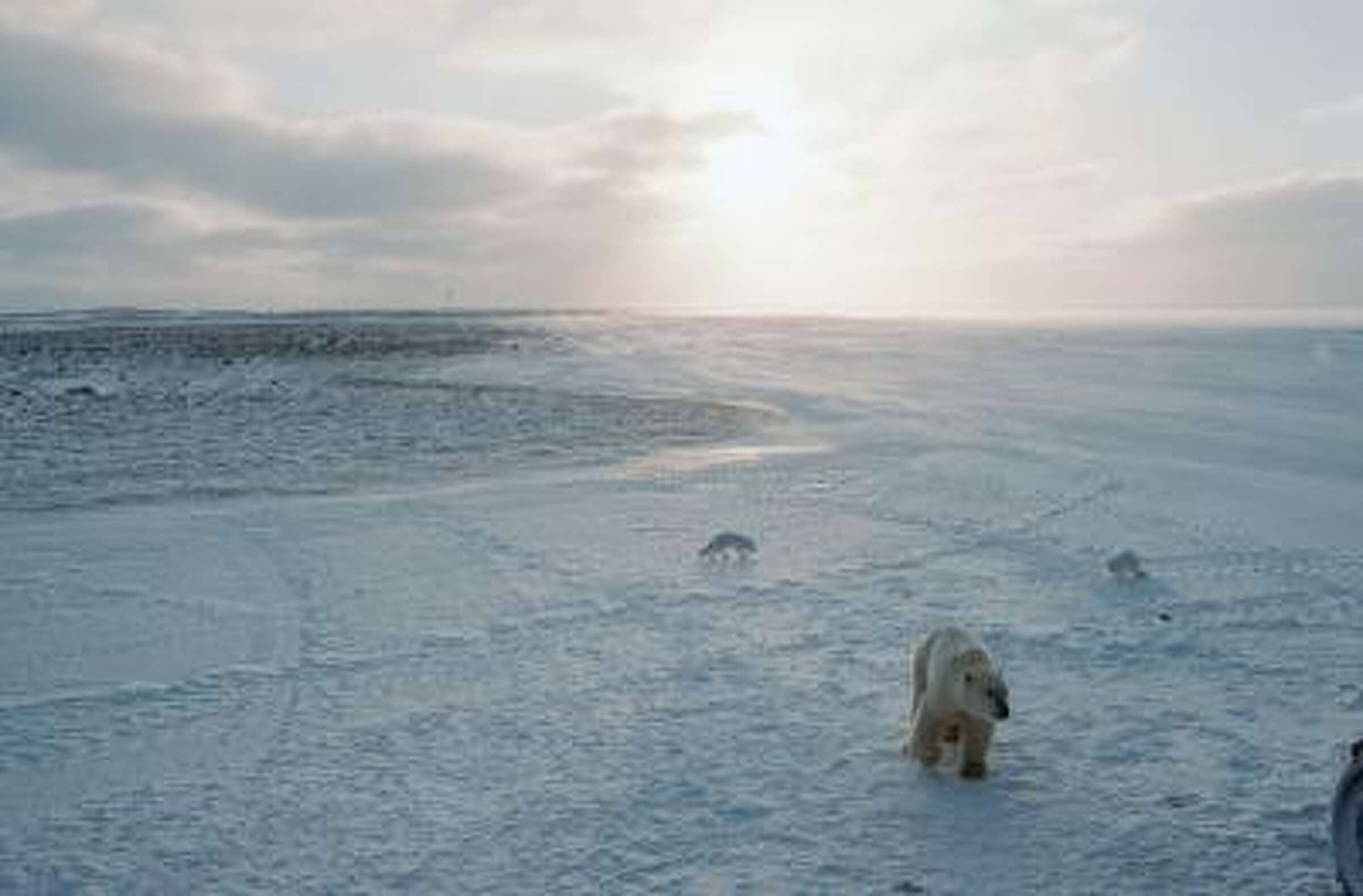 Environmental Dangers in the Tundra