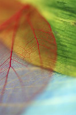 Elementary Experiments With Leaf Veins & Dye