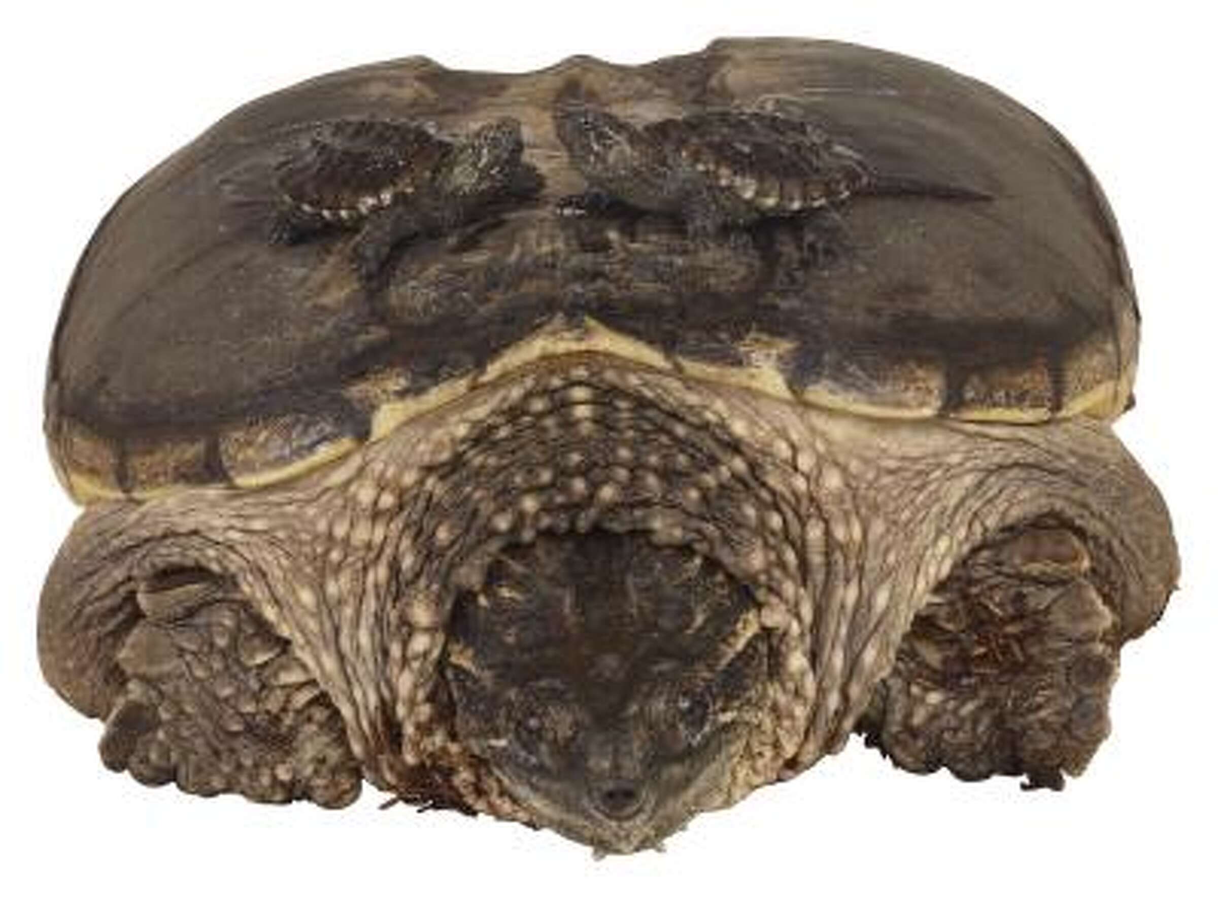 What Is the Main Purpose Behind Overproduction in Natural Selection?