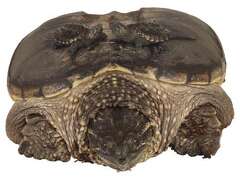 What Is the Main Purpose Behind Overproduction in Natural Selection?