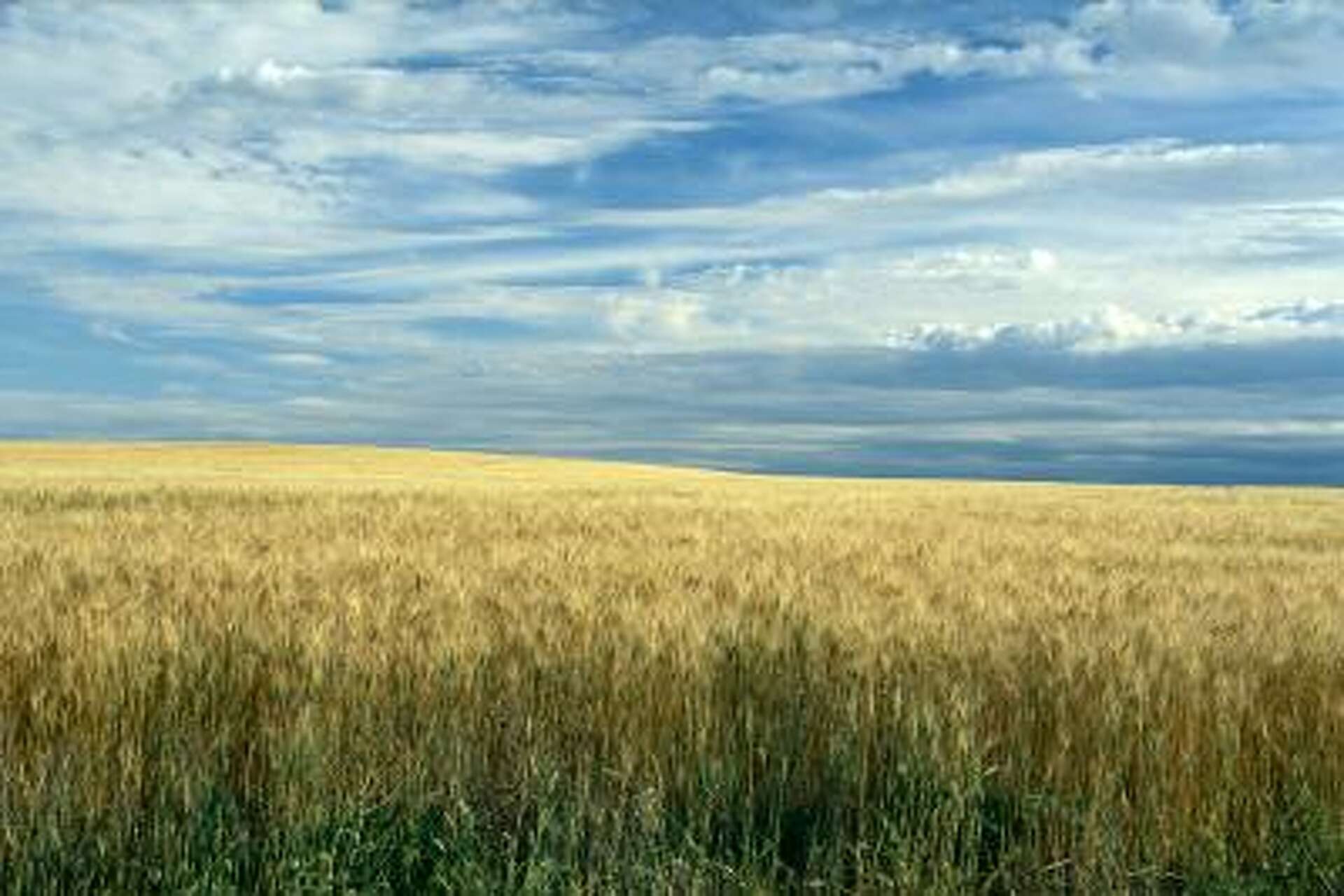 How to Make a Grassland Biome in a Box or Bottle