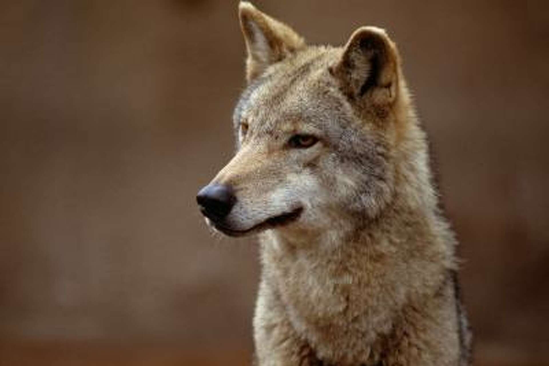 What Is the Main Idea in the Short Story "Coyote & the Buffalo" by ...