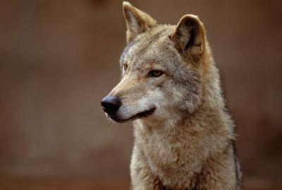 What Is the Main Idea in the Short Story "Coyote & the Buffalo" by ...