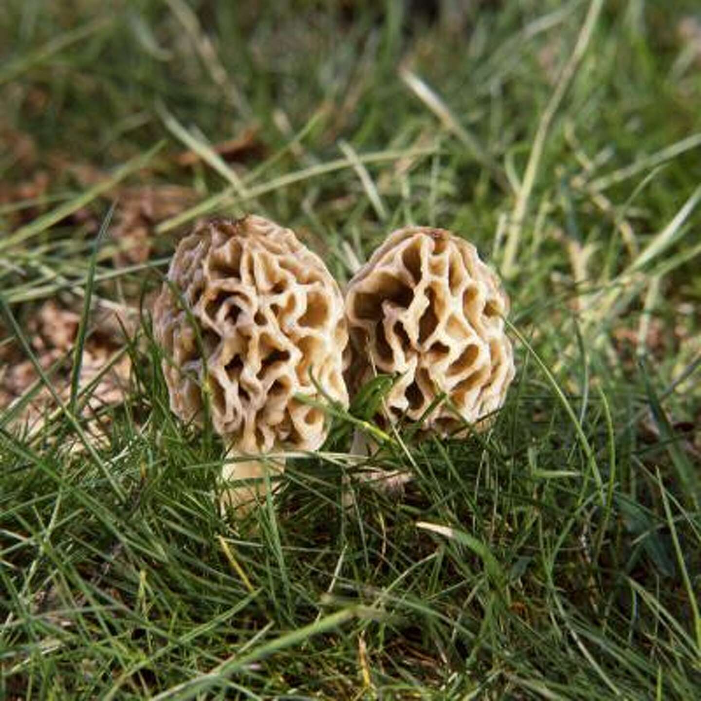 What Role Do Fungi Play in Food Chains?