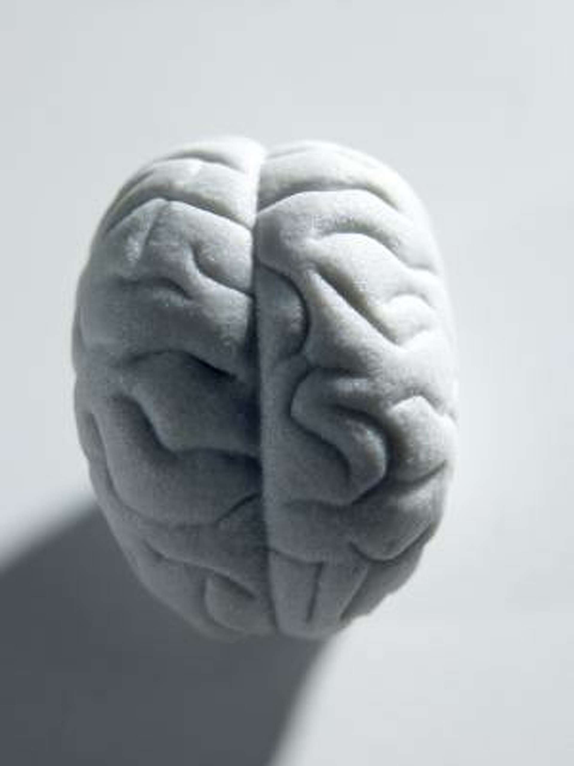 What Is Cephalization in Zoology?