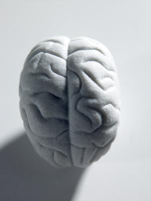 What Is Cephalization in Zoology?