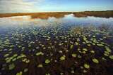 What Is Interdependence in Ecology?