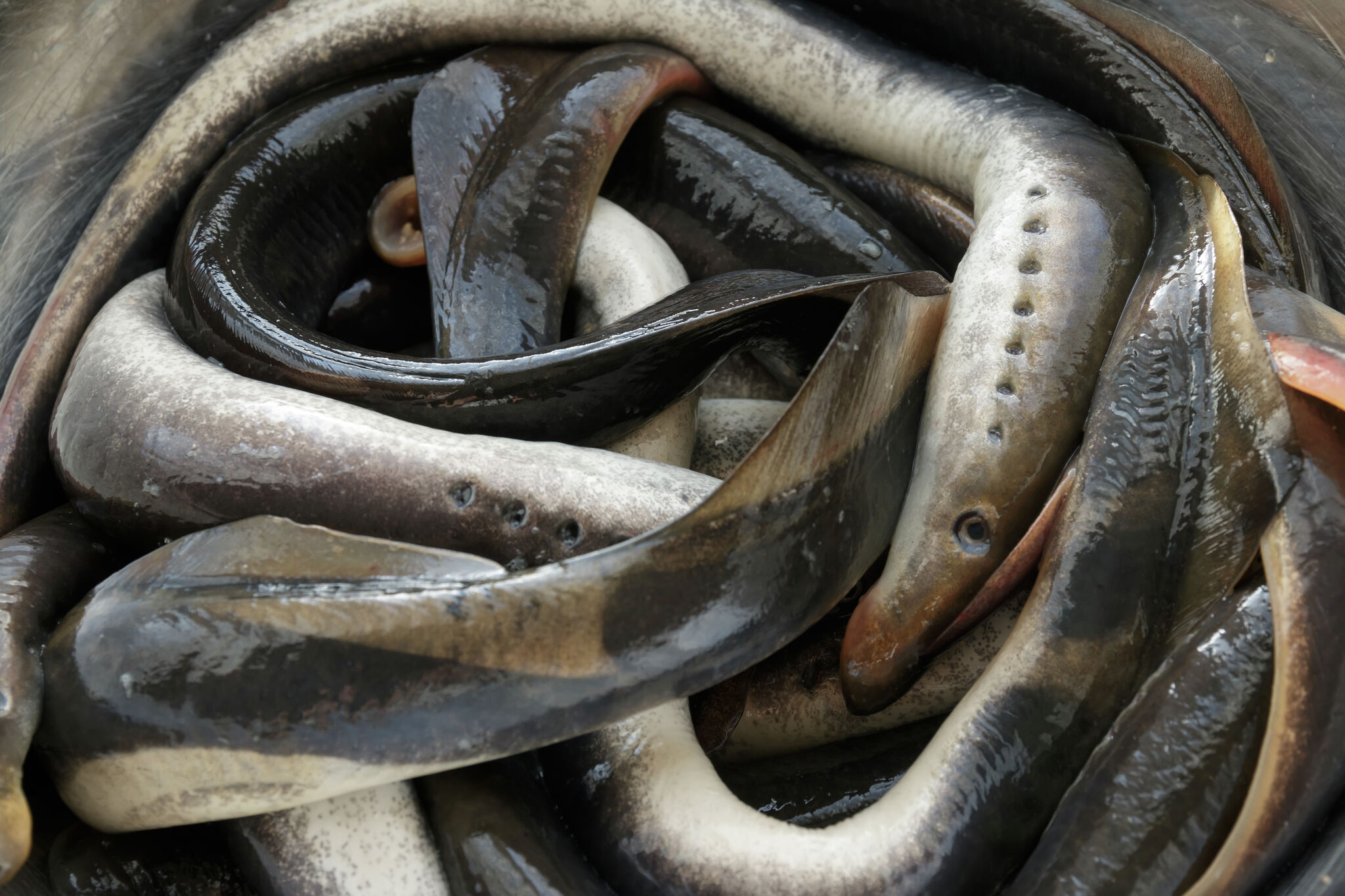 Sea lamprey control planned for Lake Michigan tributary