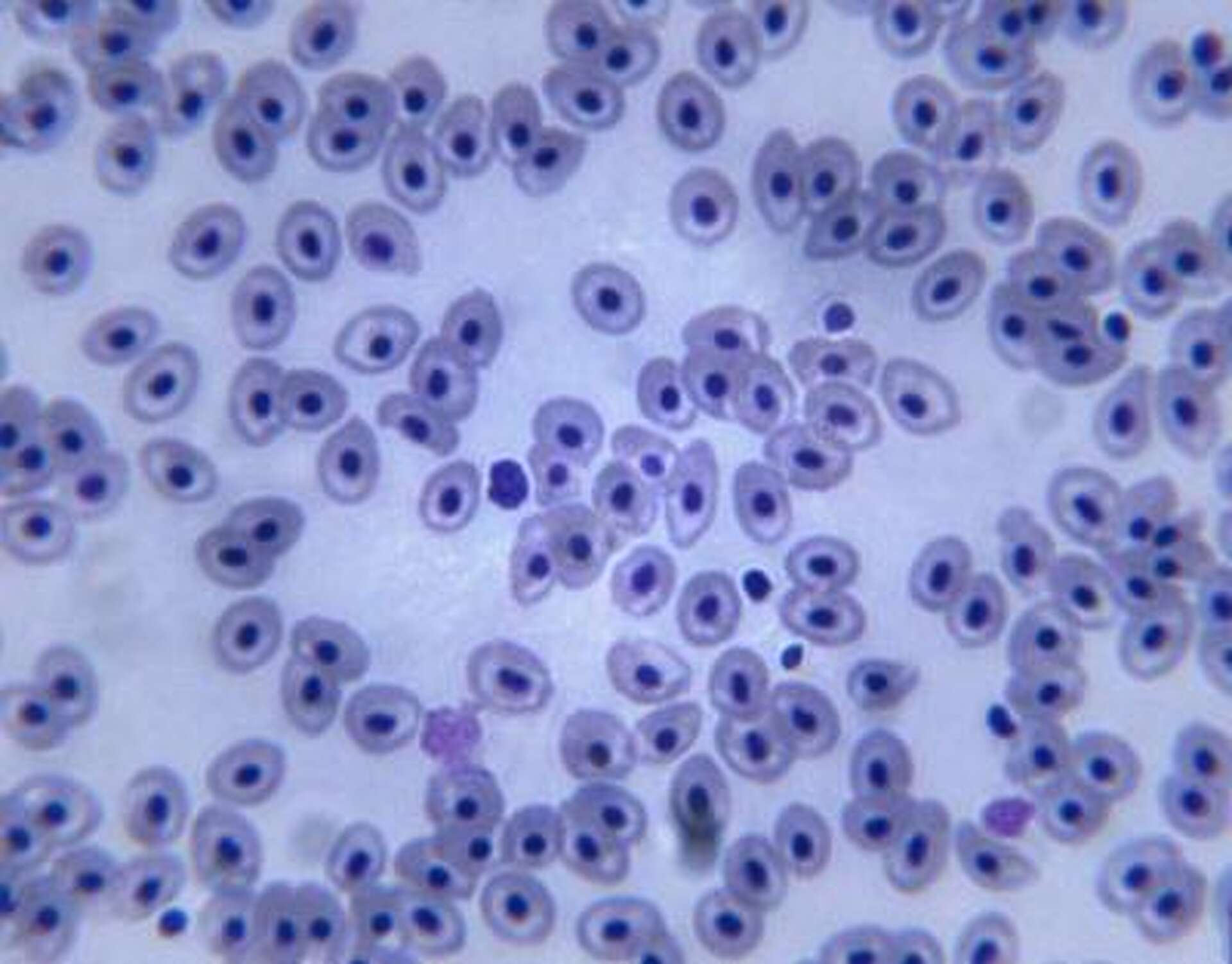 Are Daughter Cells in Mitosis Identical to the Parent?